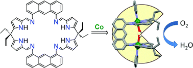 Double-pillared cobalt Pacman complexes: synthesis, structures and ...