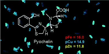 Pyochelin, a siderophore of Pseudomonas aeruginosa: Physicochemical ...