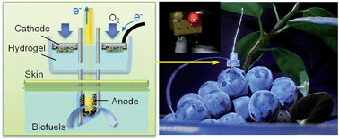 Enzymatic biofuel cells designed for direct power generation from ...