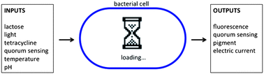 Bacteria-based biocomputing with Cellular Computing Circuits to sense ...