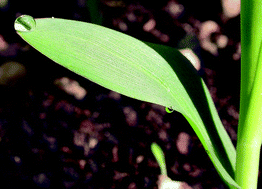 Rapid analysis of neonicotinoid insecticides in guttation drops of corn ...