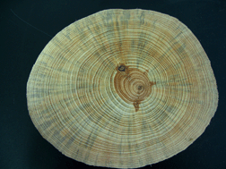 Analysis of polycyclic aromatic hydrocarbons in tree-rings of Masson ...