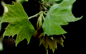 Platanus pollen season in Andalusia (southern Spain): trends and ...