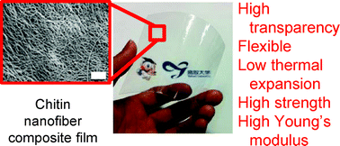 Preparation and characterization of optically transparent chitin ...