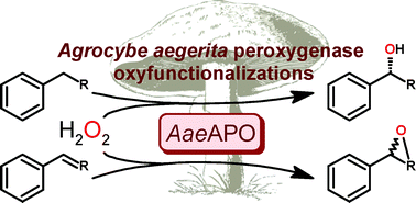 Stereoselective benzylic hydroxylation of alkylbenzenes and epoxidation ...
