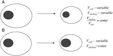 Quantification of cell volume changes upon hyperosmotic stress in ...
