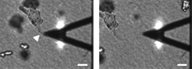Collective epithelial cell invasion overcomes mechanical barriers of ...