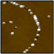 Nanoparticle chain formation on functional surfaces using insulin ...
