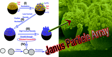 Janus particle arrays with multiple structural controlling abilities ...