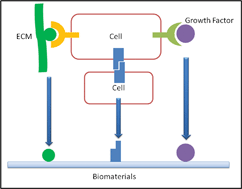 Biological modifications of materials surfaces with proteins for ...