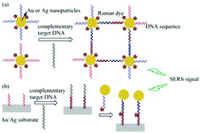 Metallic nanostructures assembled by DNA and related applications in ...