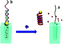 Programmable DNA switch for bioresponsive controlled release - Journal ...