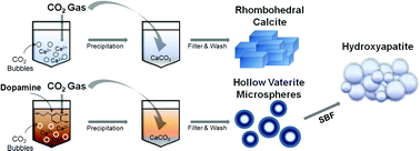 Bio-inspired mineralization of CO2 gas to hollow CaCO3 microspheres and ...