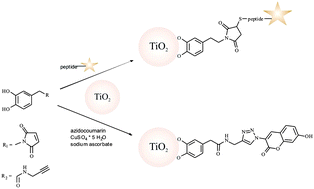 Bifunctional catechol based linkers for modification of TiO2 surfaces ...