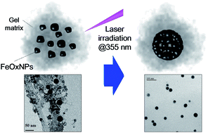 Magnetic iron oxide nanoparticles with tunable size and free surface ...