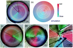 A radial microfluidic concentration gradient generator with high ...