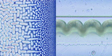Reaction–diffusion phenomena in a PDMS matrix can modify its topography ...