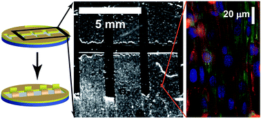 Ensembles of engineered cardiac tissues for physiological and ...