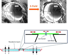 Mechanical actuation of ion channels using a piezoelectric planar patch ...