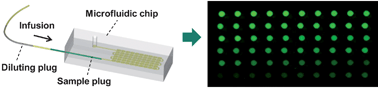 Microfluidic static droplet arrays with tuneable gradients in material ...