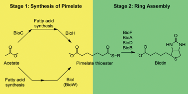 Closing in on complete pathways of biotin biosynthesis - Molecular ...