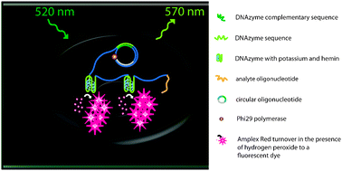 A DNAzyme based label-free detection system for miniaturized assays ...