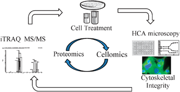 A proteomic analysis of differential cellular responses to the short ...