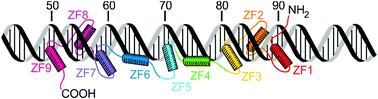 Roles of intrinsic disorder in protein–nucleic acid interactions - Molecular BioSystems (RSC ...