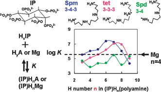Equilibrium study on the interaction of phytic acid with polyamines and ...