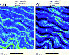 Synchrotron radiation X-ray fluorescence microscopy reveals a spatial ...