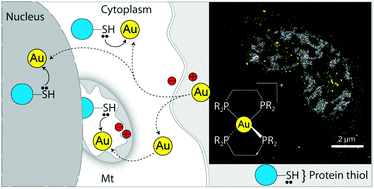 Visualising gold inside tumour cells following treatment with an ...