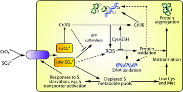 Chromate toxicity and the role of sulfur - Metallomics (RSC Publishing)