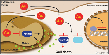 Gold compounds as therapeutic agents for human diseases - Metallomics ...