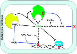 Mechanisms of nickel toxicity in microorganisms - Metallomics (RSC ...