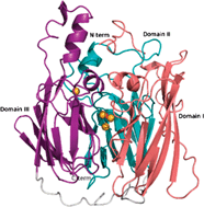 Crystal structure of the multicopper oxidase from the pathogenic ...