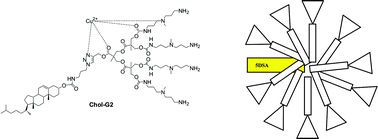 Probing dendron structure and nanoscale self-assembly using computer ...