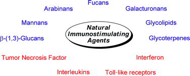 Natural glycans and glycoconjugates as immunomodulating agents ...