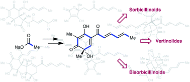 The sorbicillinoid family of natural products: Isolation, biosynthesis ...