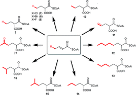 Beyond ethylmalonyl-CoA: The functional role of crotonyl-CoA ...