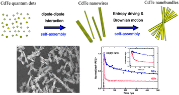 Hierarchical self-assembly of CdTe quantum dots into hyperbranched nanobundles: Suppression of ...