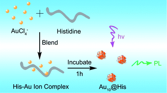 Blending of HAuCl4 and histidine in aqueous solution: a simple approach ...
