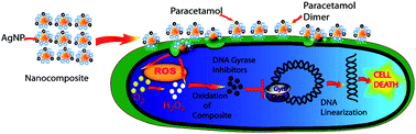 Plasmid DNA linearization in the antibacterial action of a new ...