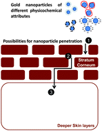 Mechanism and determinants of nanoparticle penetration through human ...