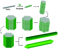 Bio-inspired hierarchical self-assembly of nanotubes into multi ...