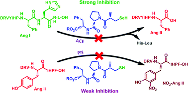 Effect of peptide-based captopril analogues on angiotensin converting ...