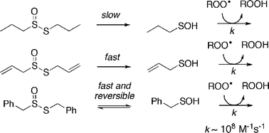 The mechanism of radical-trapping antioxidant activity of plant-derived ...