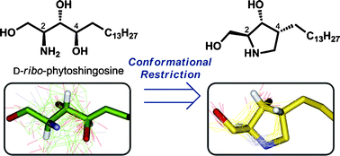 Design and synthesis of pyrrolidine-containing sphingomimetics ...