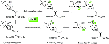 Synthesis of fluorinated Thomsen–Friedenreich antigens: direct ...