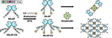 Protein assemblies by site-specific avidin–biotin interactions ...