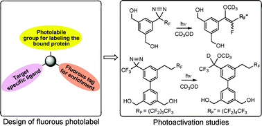 Design, synthesis and photoactivation studies of fluorous photolabels ...